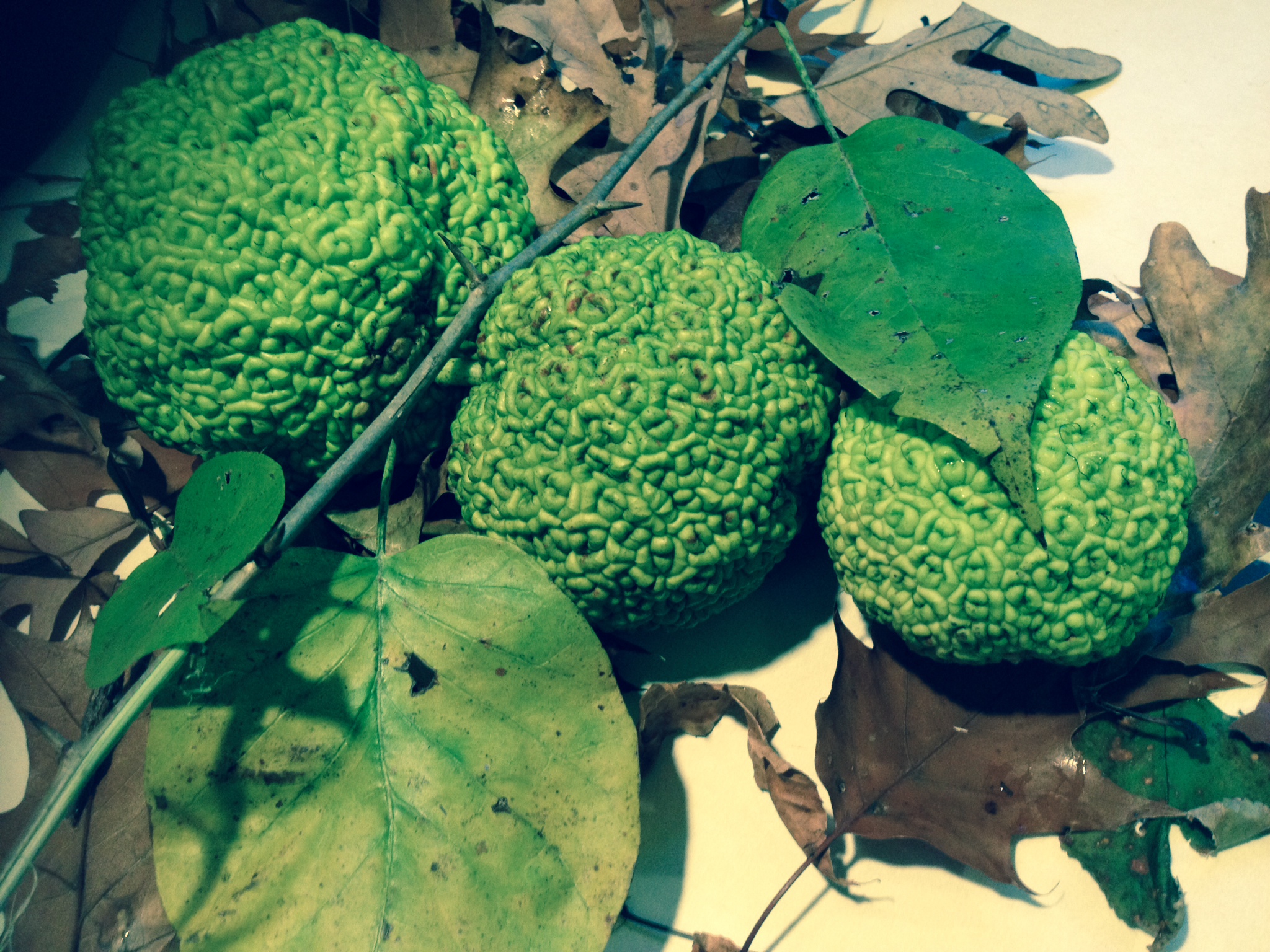 Ewing Environmental Commission’s Tree of the Month – Osage Orange ...