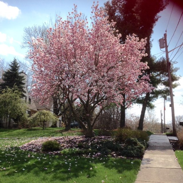 May Tree of the Month – Sustainable Ewing Green Team