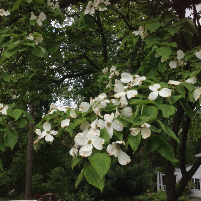 June Tree of the Month – Flowering Dogwood – Sustainable Ewing Green Team