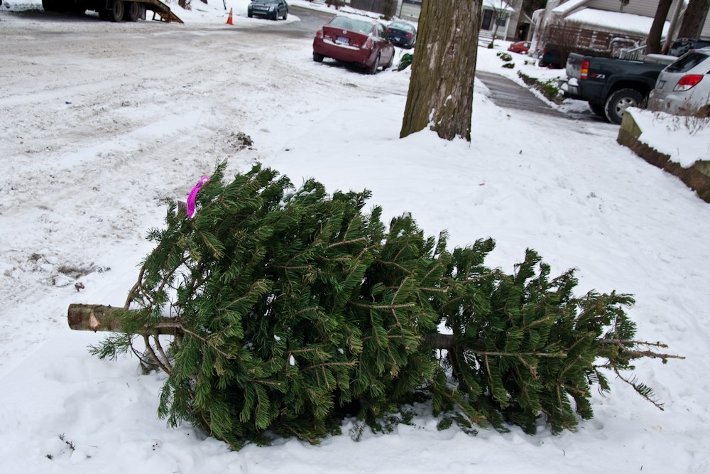 Tips for Recycling Your Christmas Tree – Sustainable Ewing Green Team