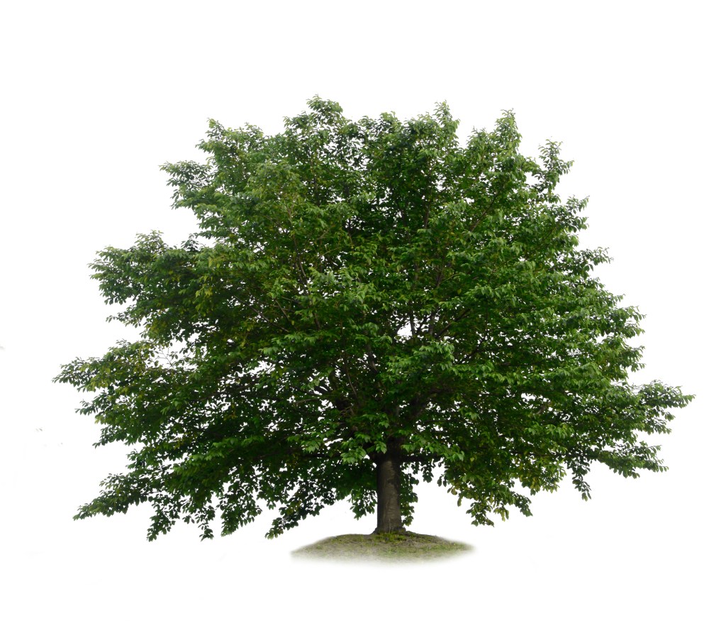 Healthy Yards – Sustainable Ewing Green Team